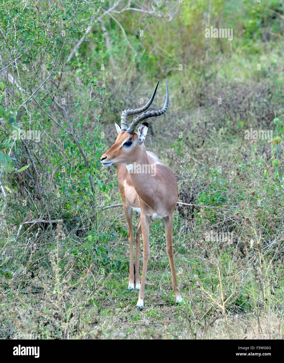 Africa Wildlife: Impala Stock Photo - Alamy
