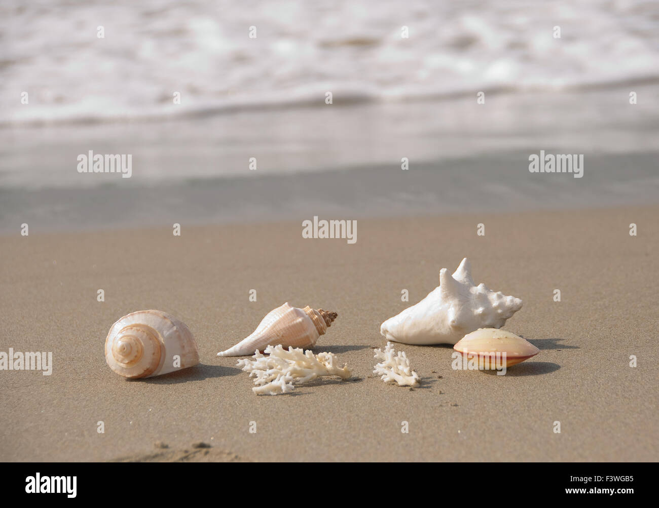 sea shells on the beach Stock Photo - Alamy
