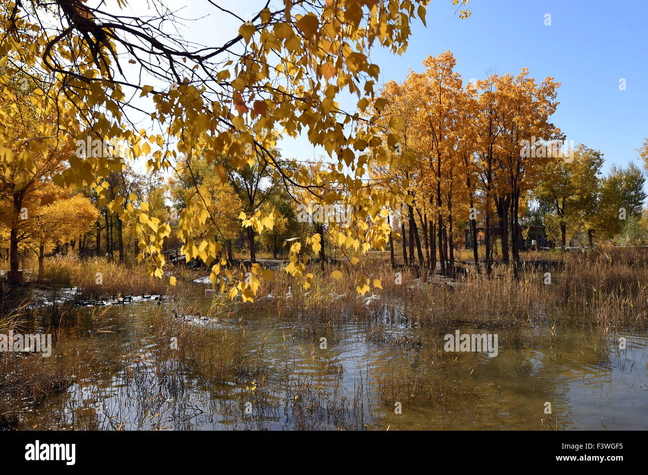 Jinta. 13th Oct, 2015. Photo taken on Oct. 13, 2015 shows the populus ...