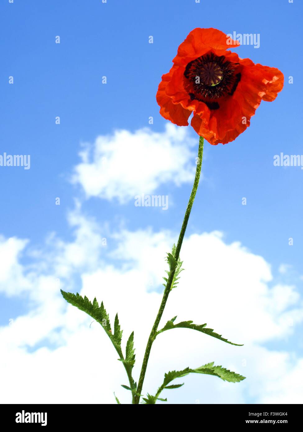 Fruhsomme hi-res stock photography and images - Alamy