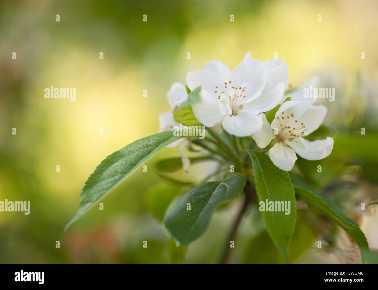 Blossoms sprout hi-res stock photography and images - Alamy