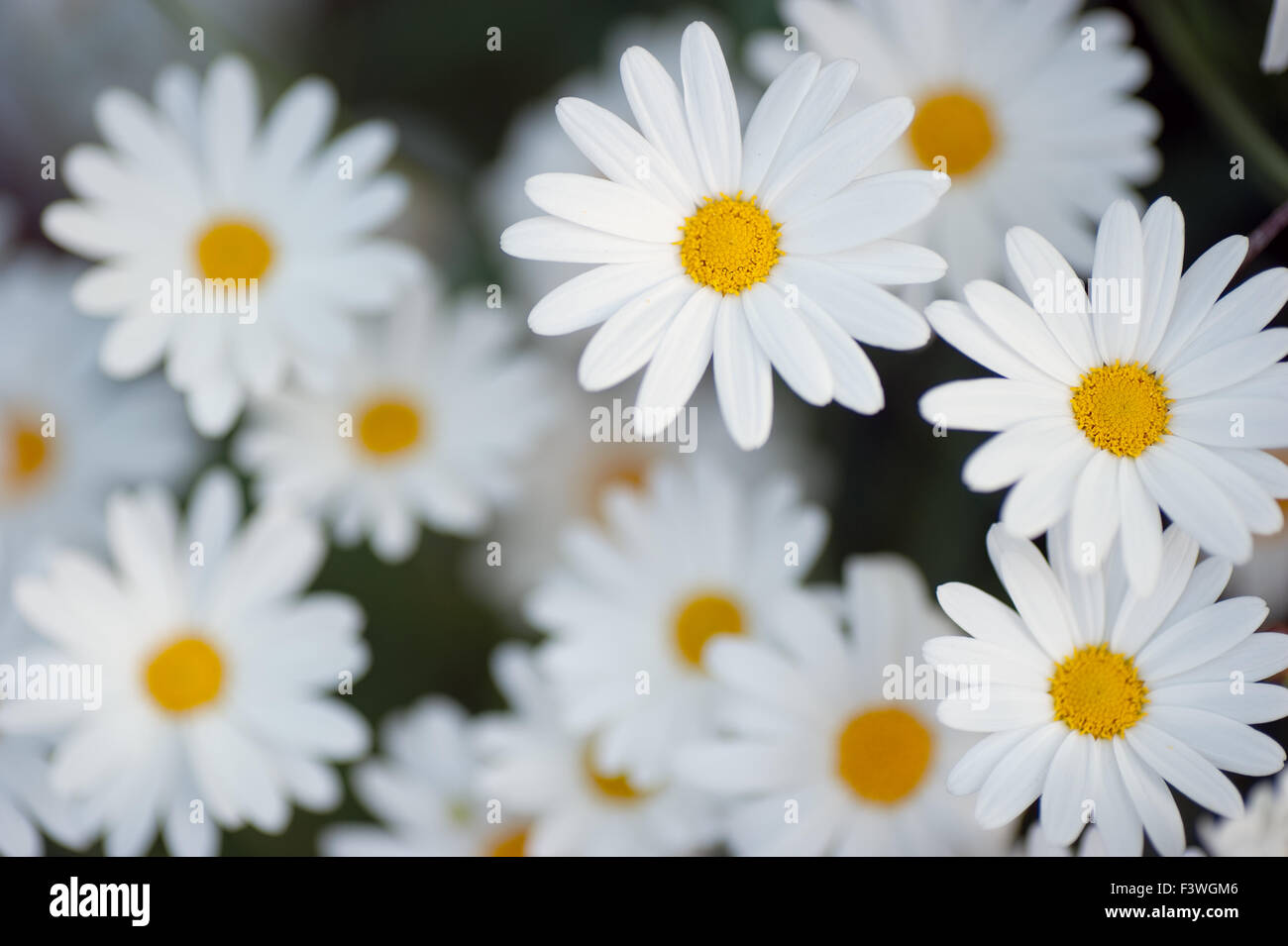 beautiful marguerite flowers Stock Photo - Alamy