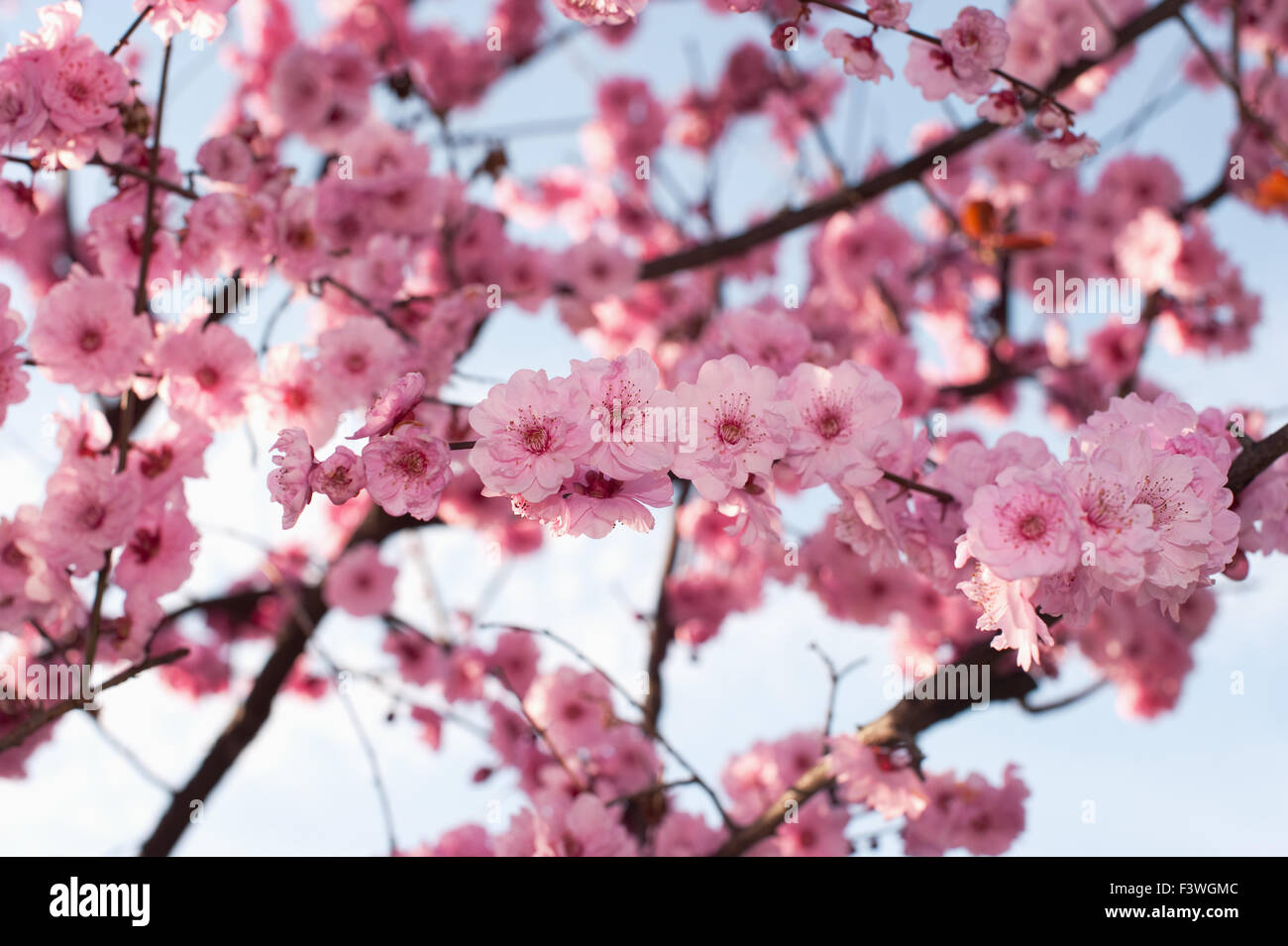 Gorgeous spring cherry blossoms hi-res stock photography and images - Alamy