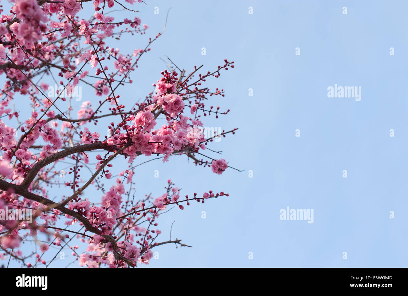 cherry blossoms with copy space on right Stock Photo - Alamy
