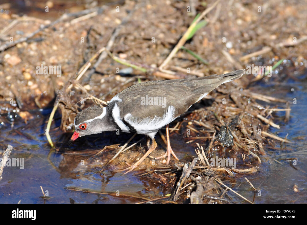 Three banded plovers hi-res stock photography and images - Alamy