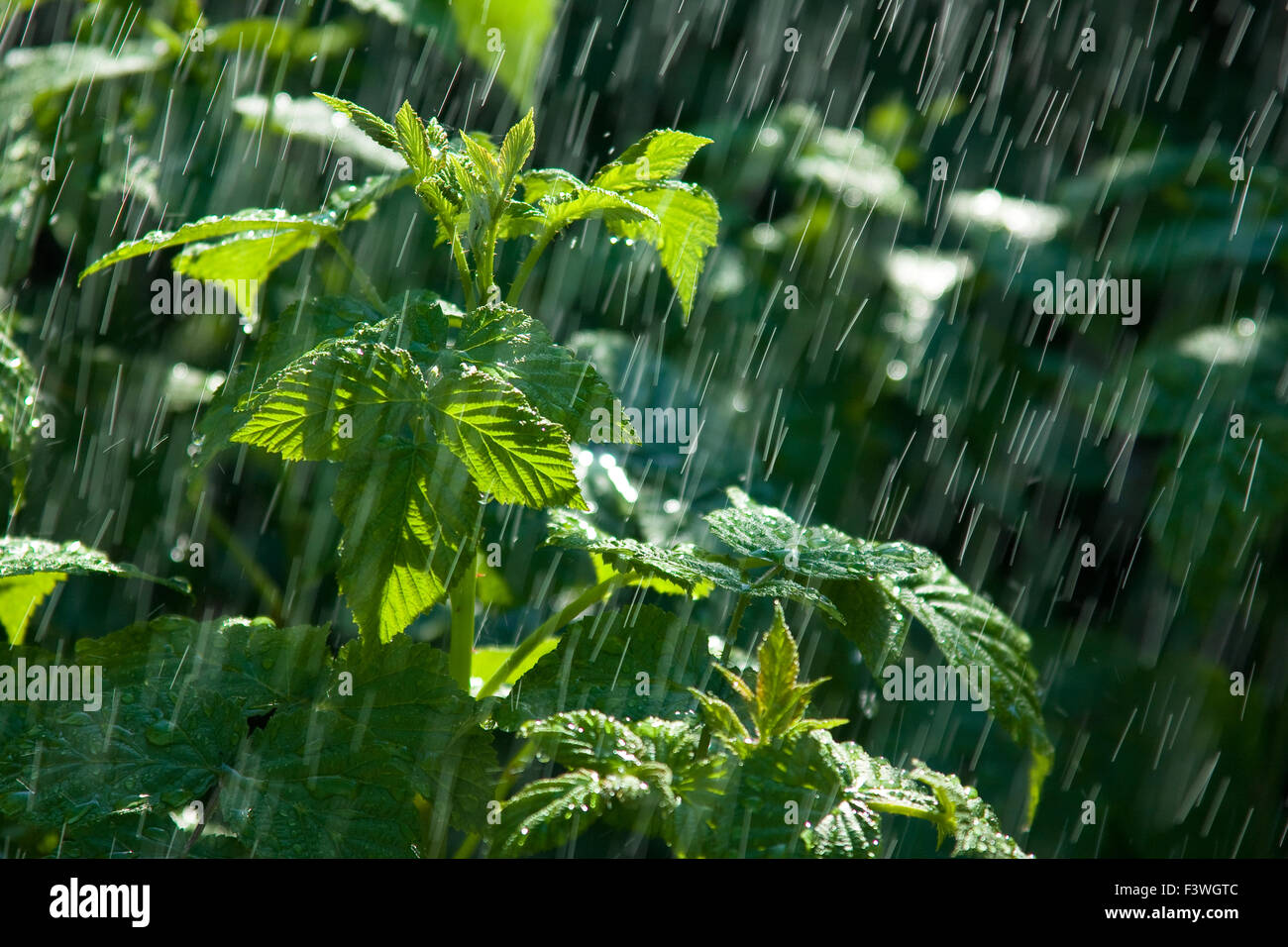 Branch shrubs in the rain Stock Photo - Alamy