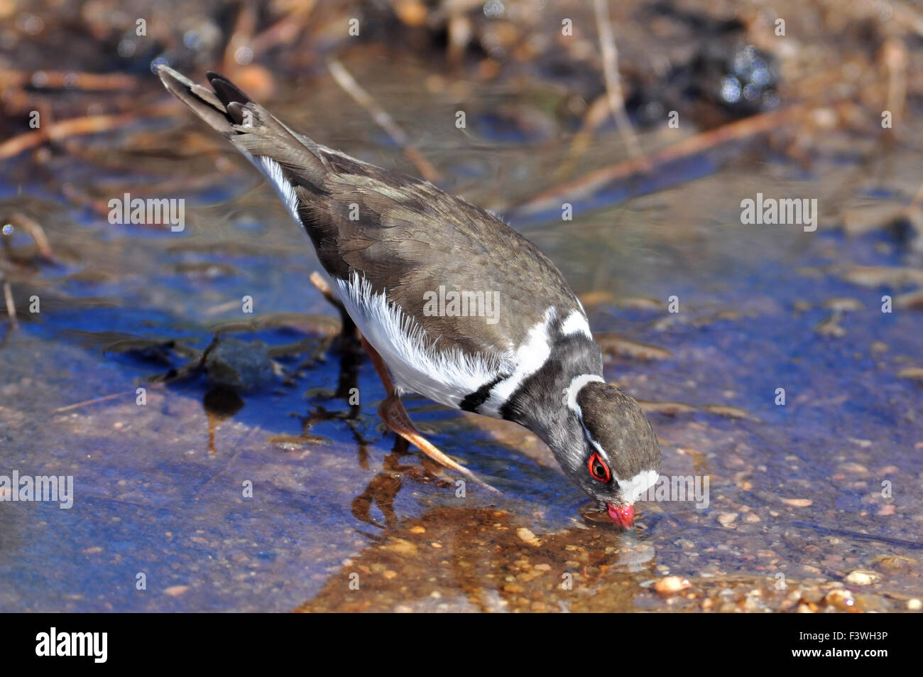 Three banded plovers hi-res stock photography and images - Alamy
