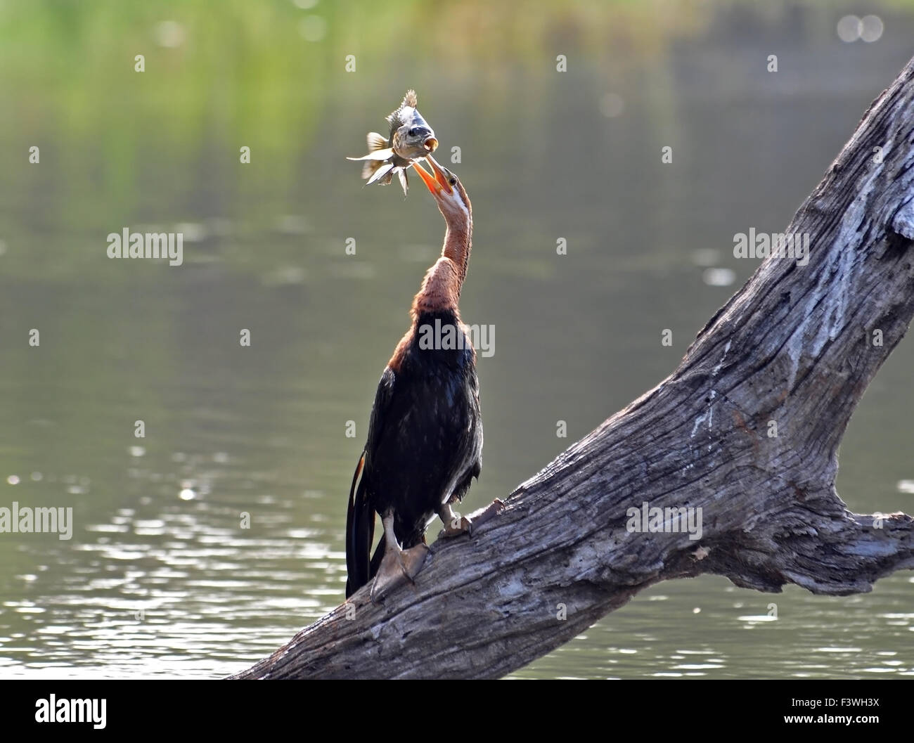 African darters hi-res stock photography and images - Alamy