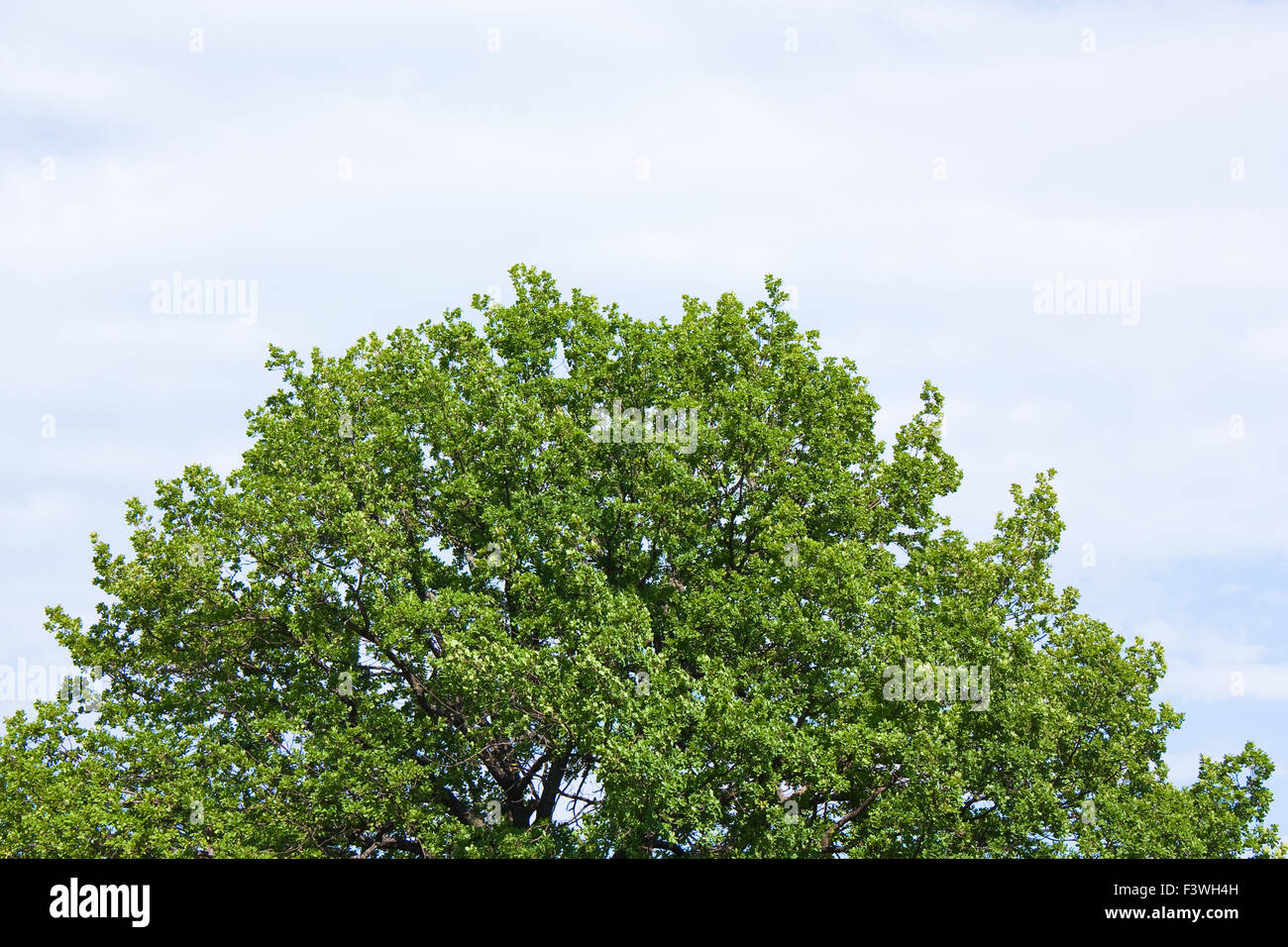 old lone oak tree Stock Photo - Alamy