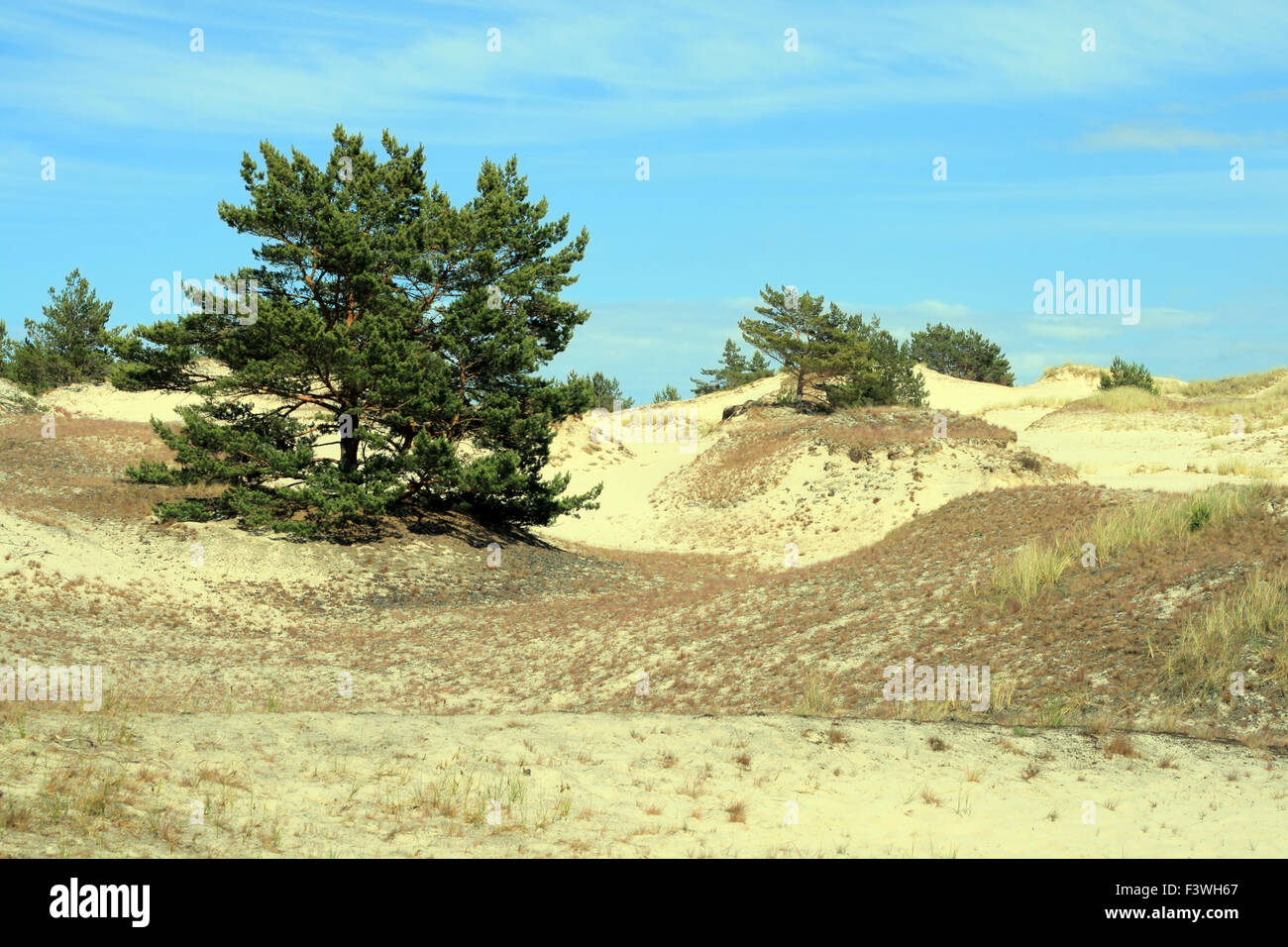 Sand dunes and forest at leba - poland Stock Photo - Alamy