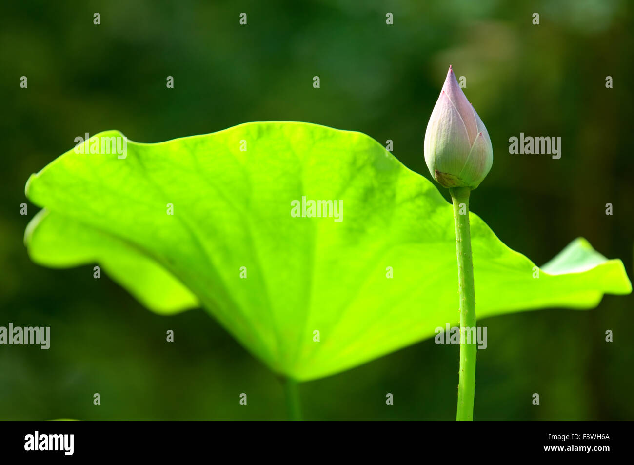 Close up lotus flower hi-res stock photography and images - Alamy