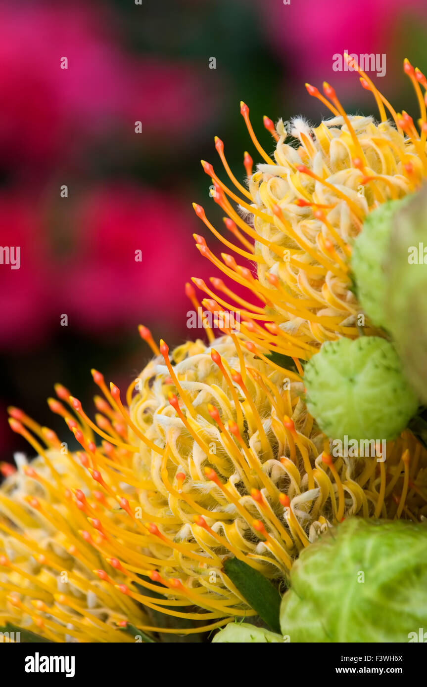 Yellow Protea High Resolution Stock Photography and Images - Alamy