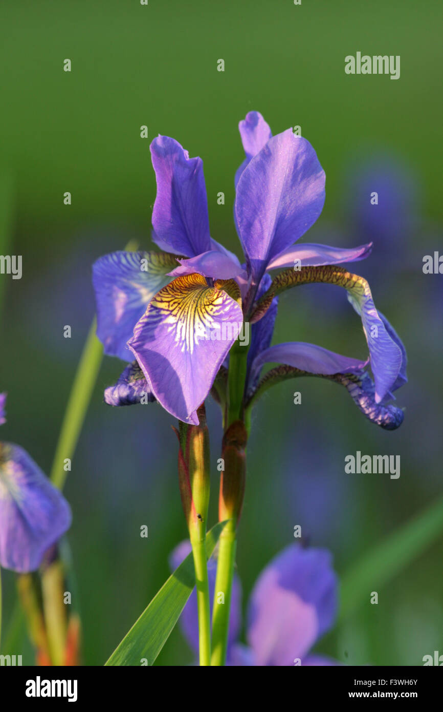 Colorful iris at the park Stock Photo - Alamy