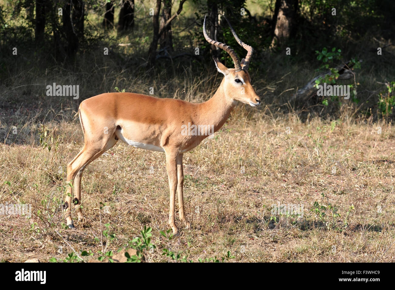 Africa Wildlife: Impala Stock Photo - Alamy
