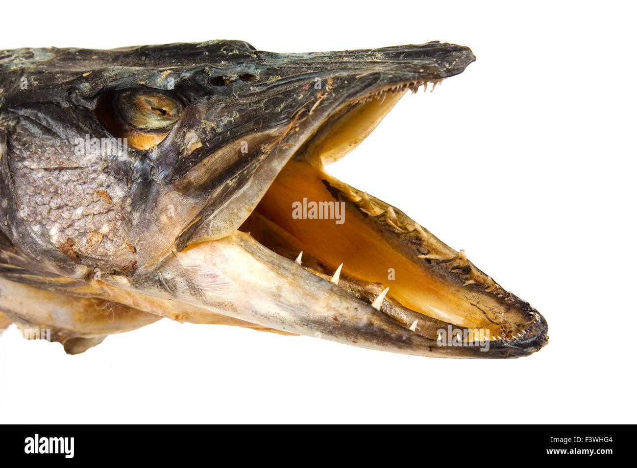 head of pike Stock Photo - Alamy
