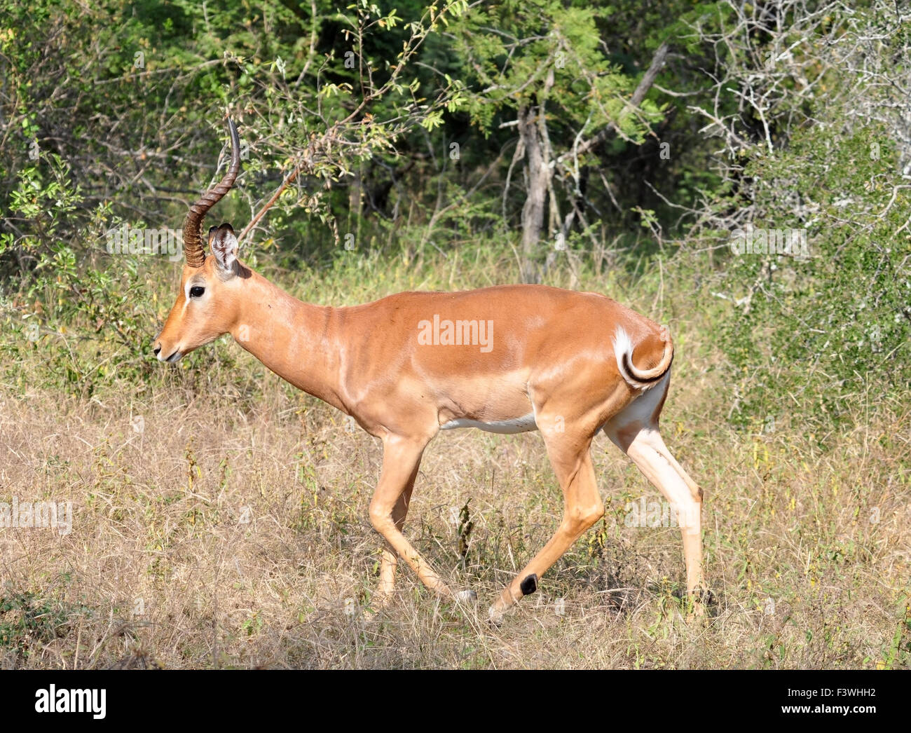 Impala wildlife hi-res stock photography and images - Alamy