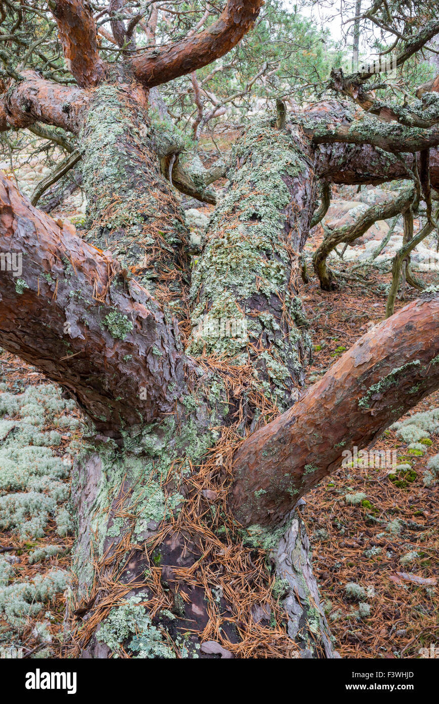 Knotty forest hi-res stock photography and images - Alamy