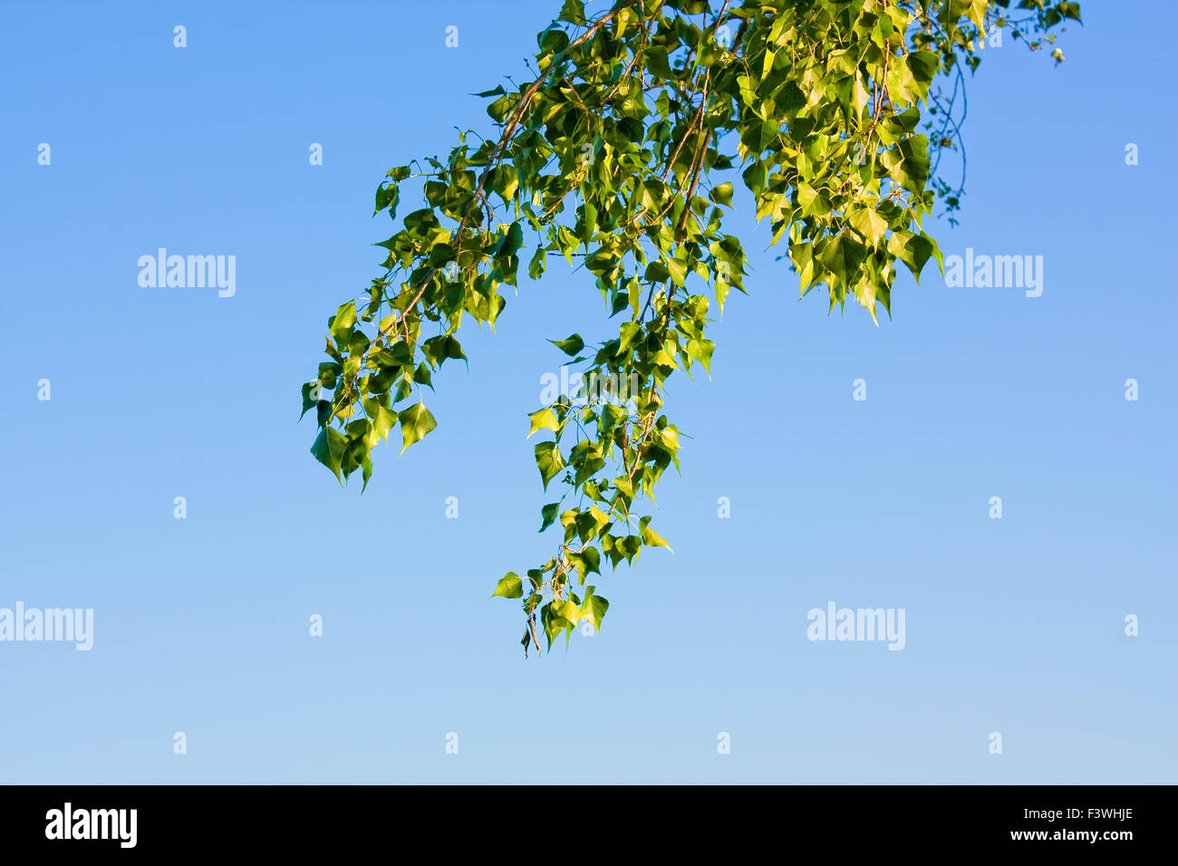 Poplar branch hi-res stock photography and images - Alamy