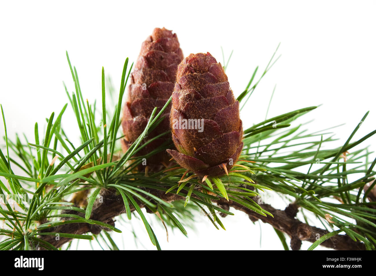 The branch of larch cones Stock Photo - Alamy