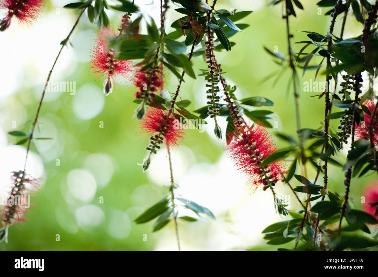 Greeny flower hi-res stock photography and images - Alamy