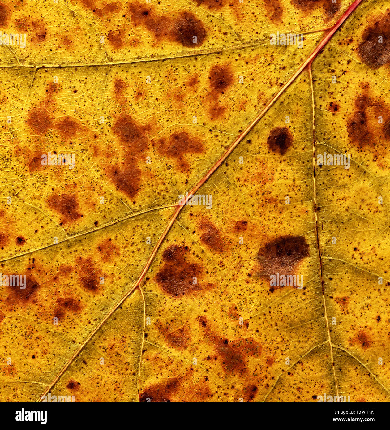 Maple leaves collection hi-res stock photography and images - Alamy