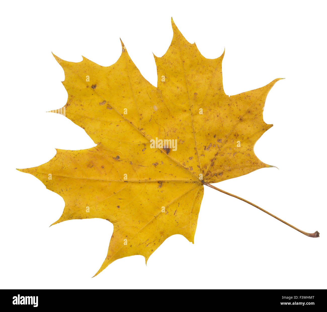 Autumn leaf isolated Stock Photo - Alamy