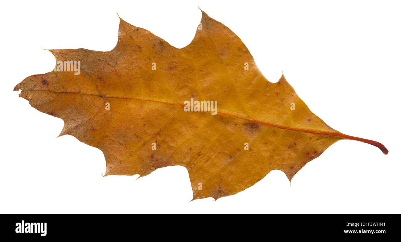Autumn leaf isolated Stock Photo - Alamy