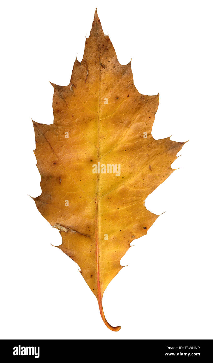 Autumn leaf isolated Stock Photo - Alamy