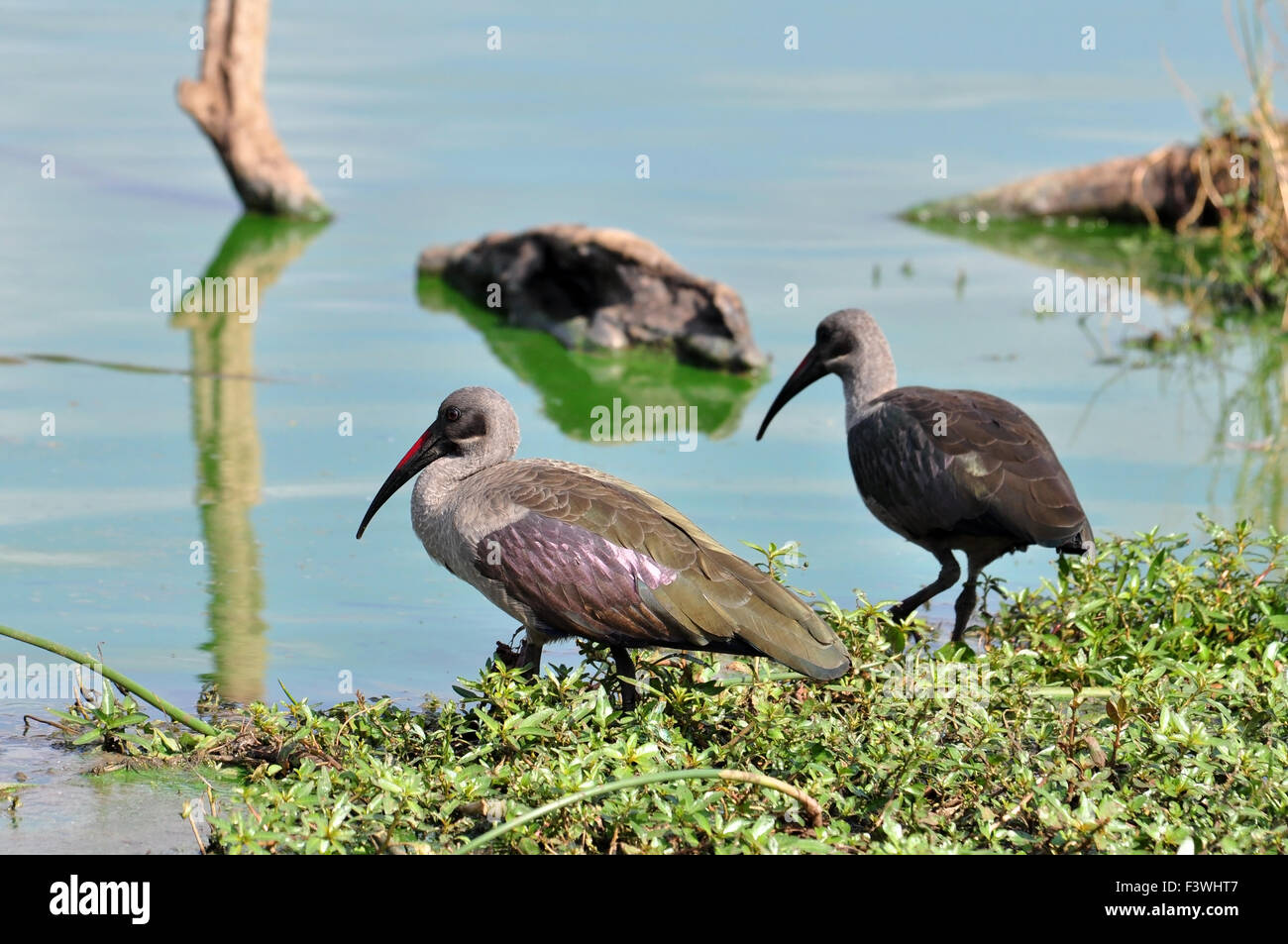 Hadida (hadeda) Ibis Stock Photo - Alamy