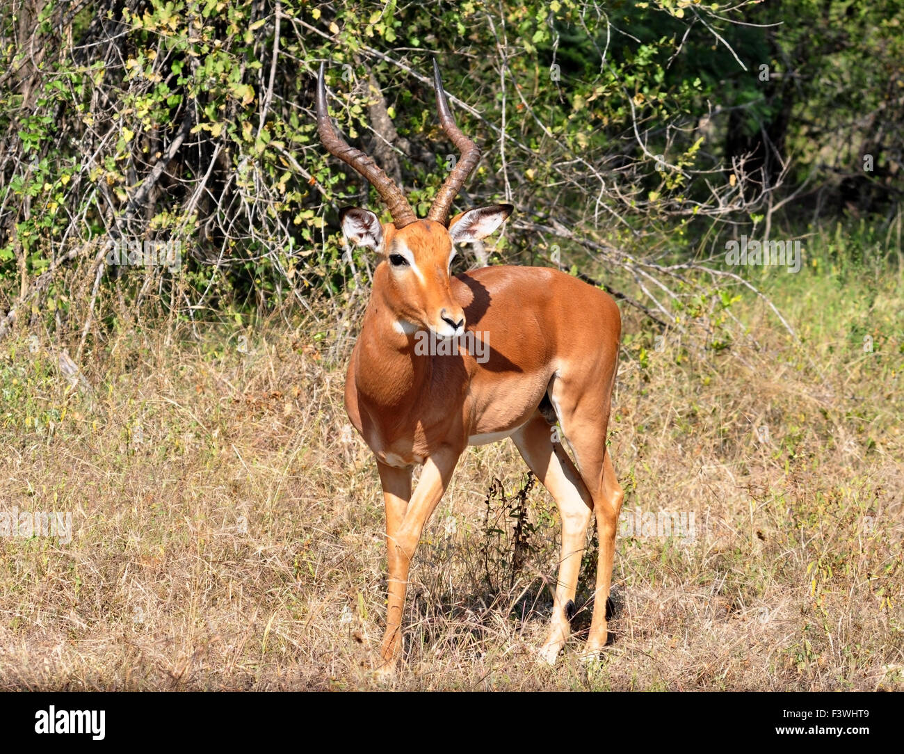 Africa Wildlife: Impala Stock Photo - Alamy