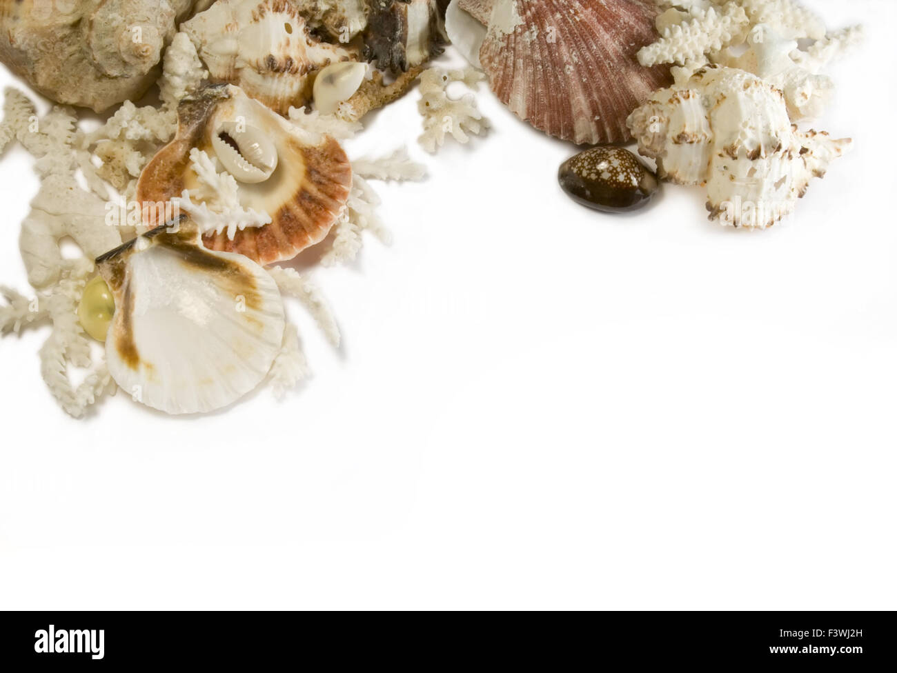 Group of sea shells and corals isolated Stock Photo - Alamy