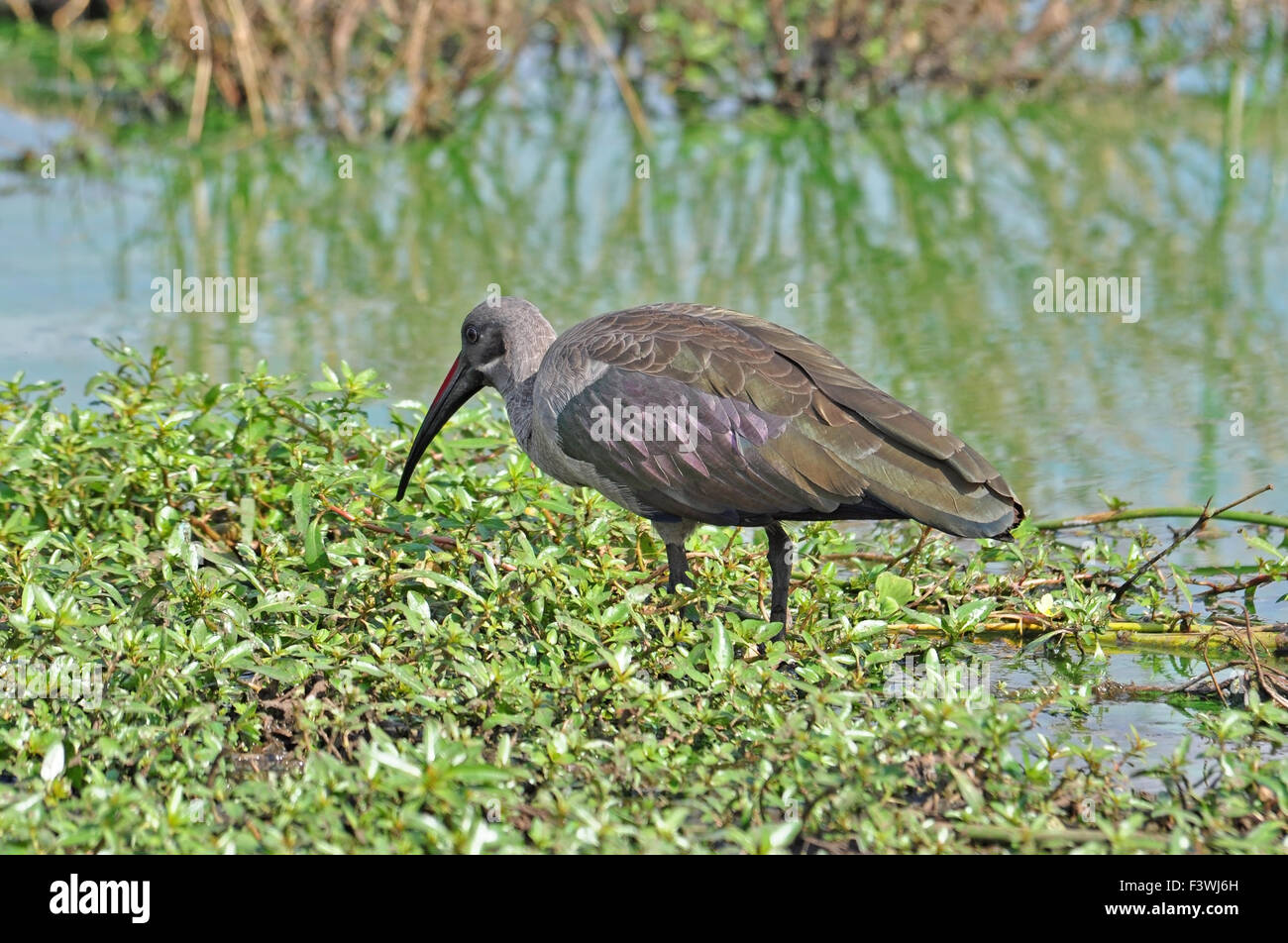Hadida (hadeda) Ibis Stock Photo - Alamy