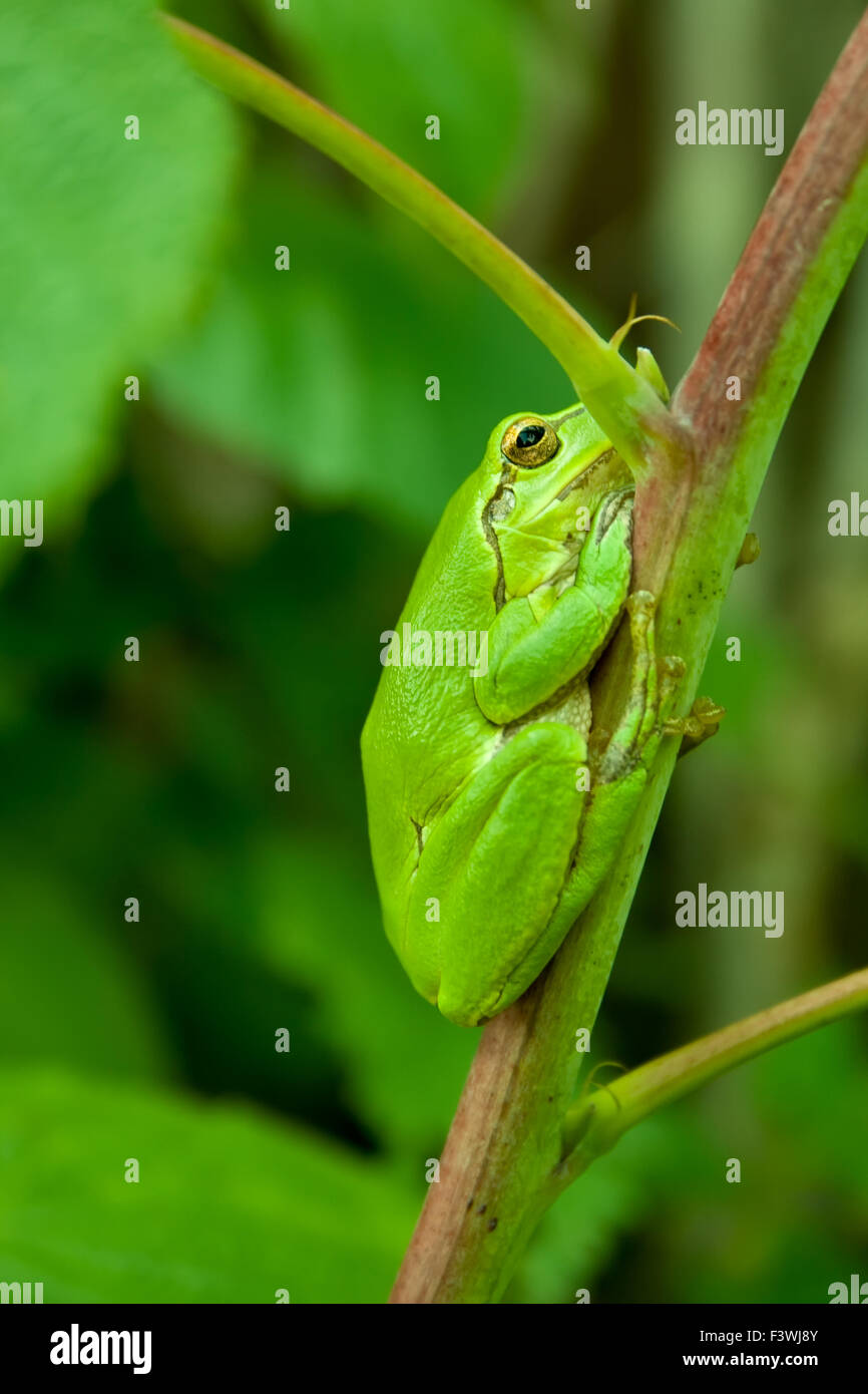 Shy frog hi-res stock photography and images - Alamy