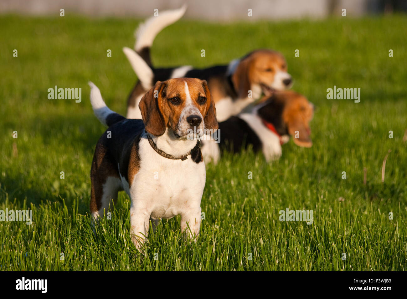 Happy beagle dogs in a park Stock Photo - Alamy