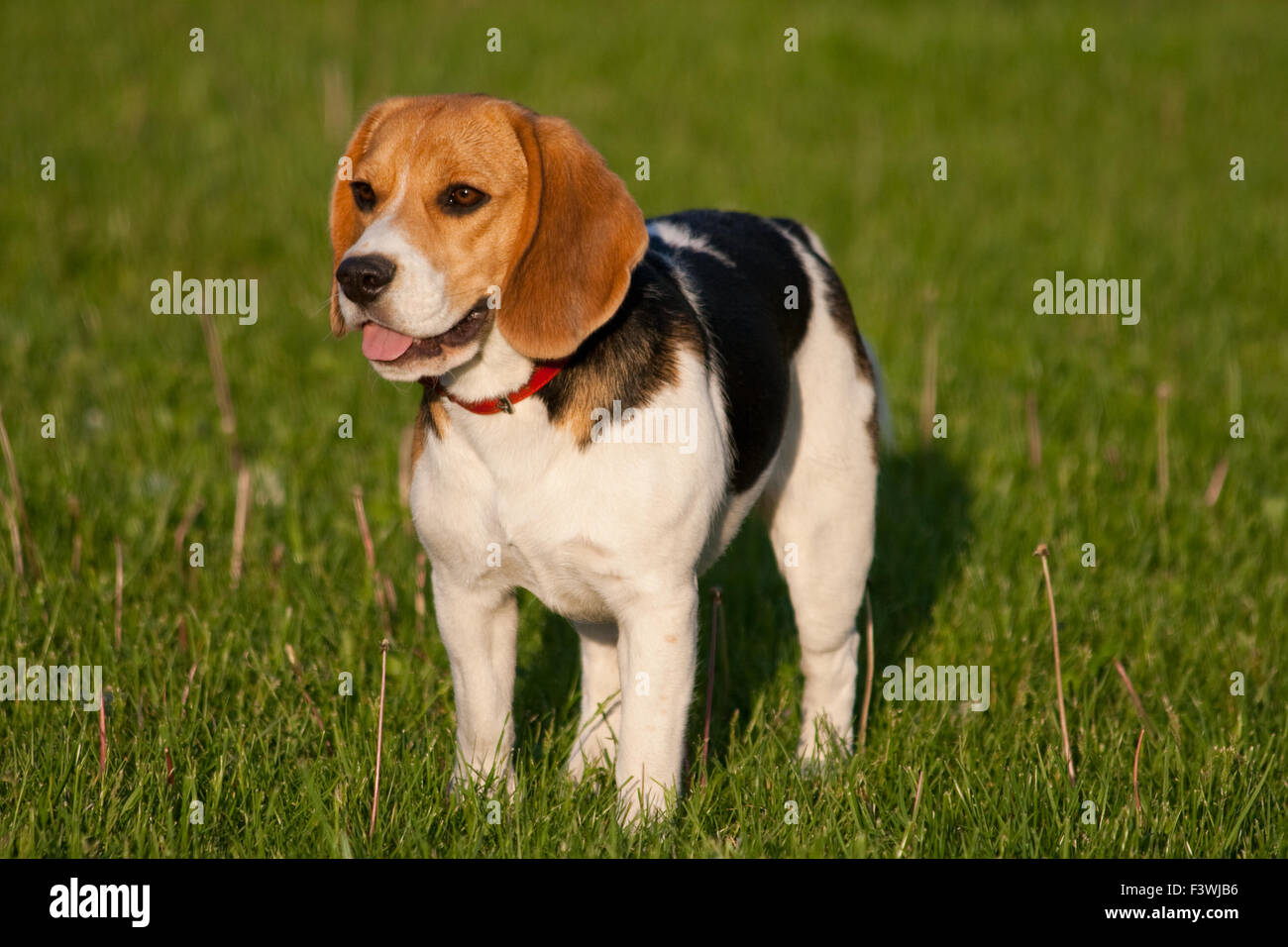 Happy beagle dog in a park Stock Photo - Alamy