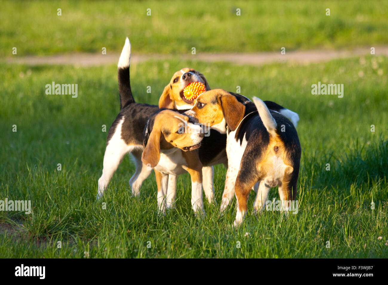 Happy beagle dogs in a park Stock Photo - Alamy