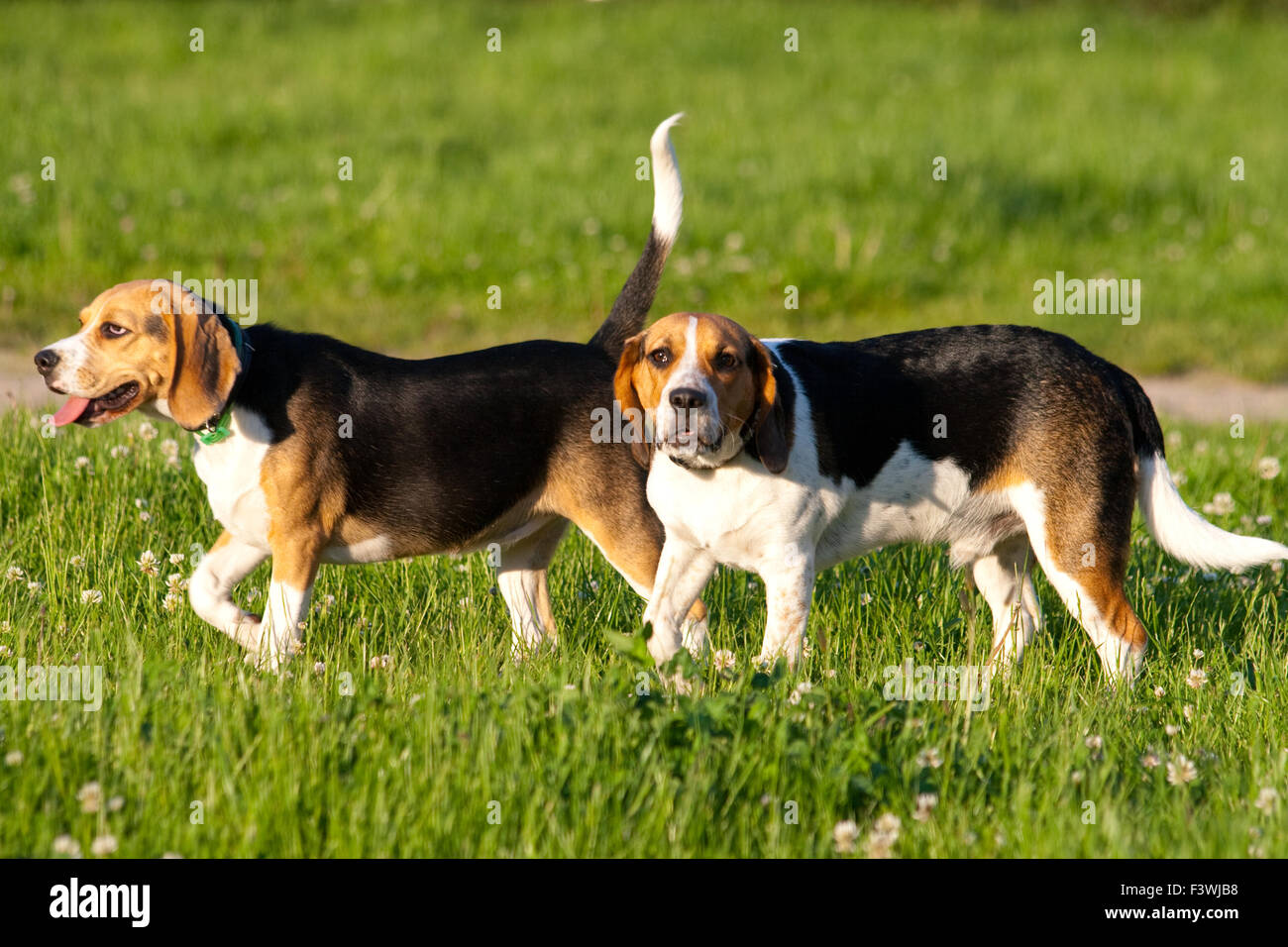 Happy beagle dogs in a park Stock Photo - Alamy