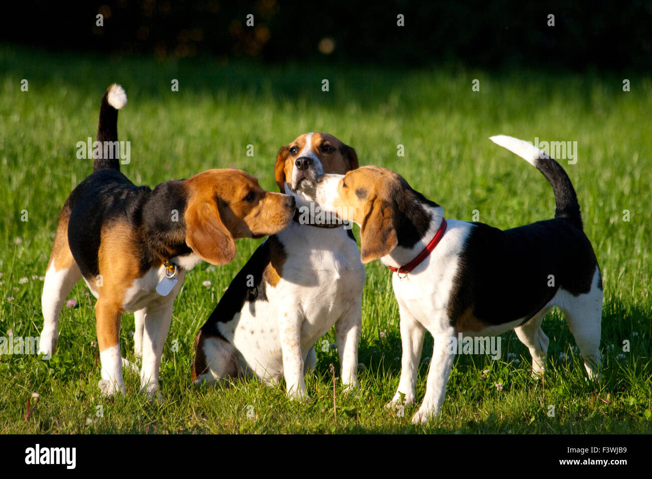 Happy beagle dogs in a park Stock Photo - Alamy