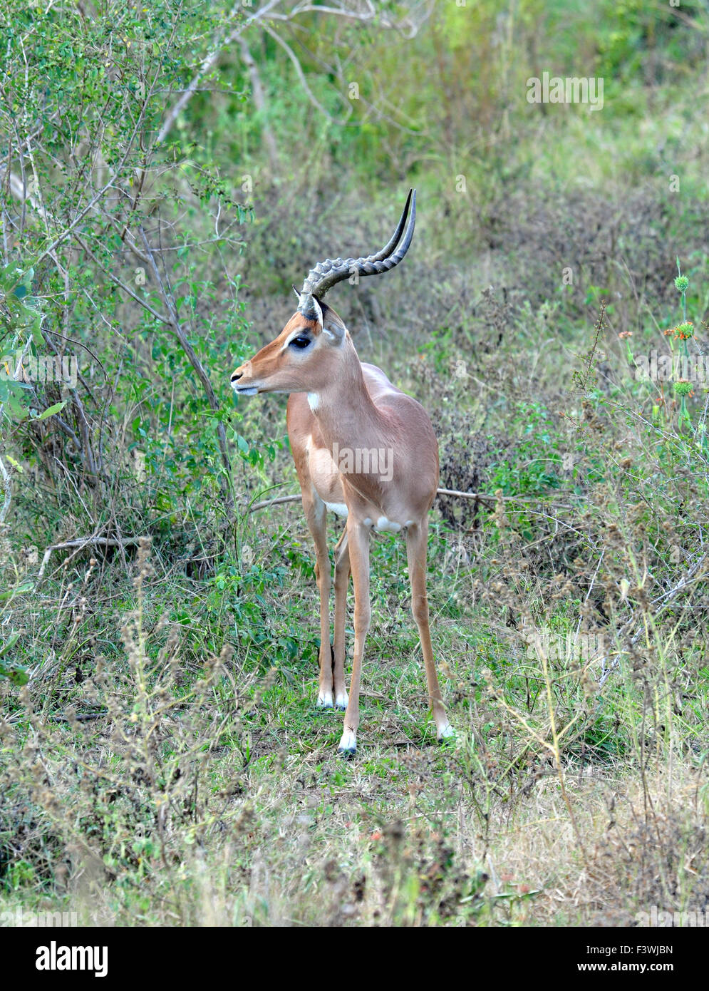 Golden impala hi-res stock photography and images - Alamy