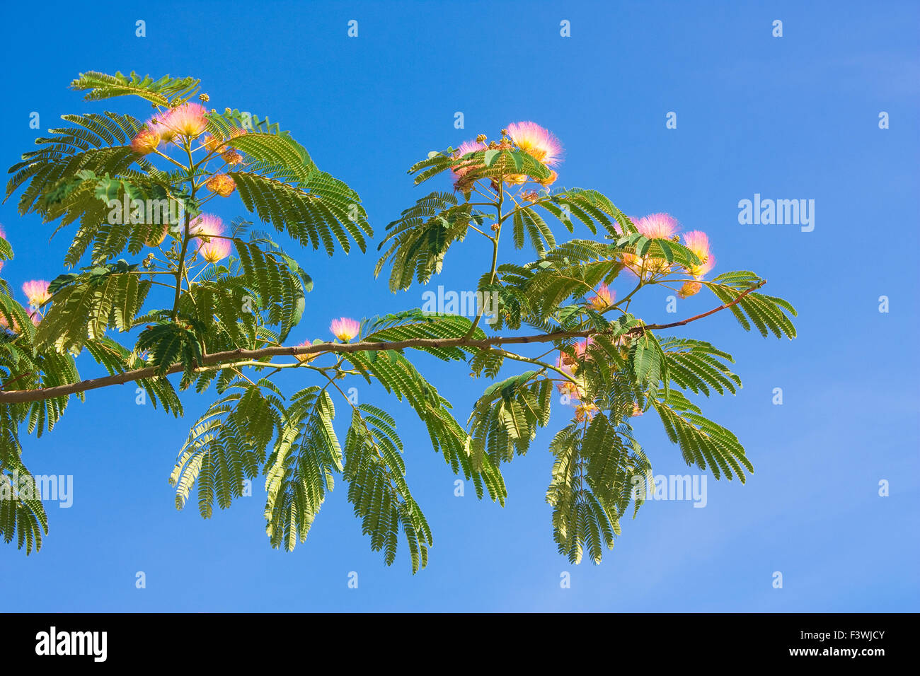 Rose acacia hi-res stock photography and images - Alamy
