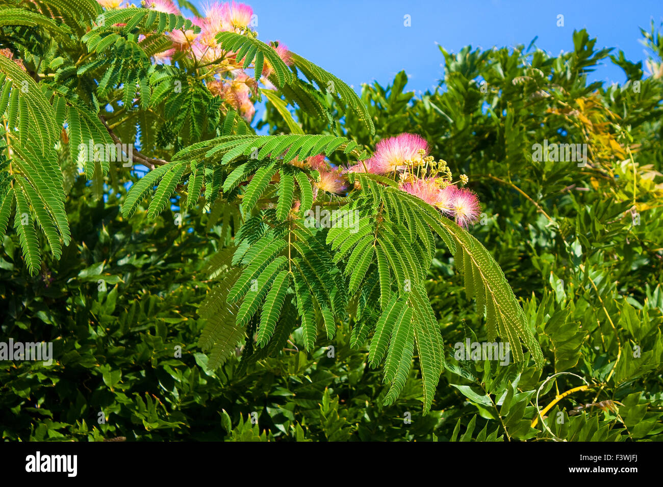 Rose acacia branch Stock Photo - Alamy