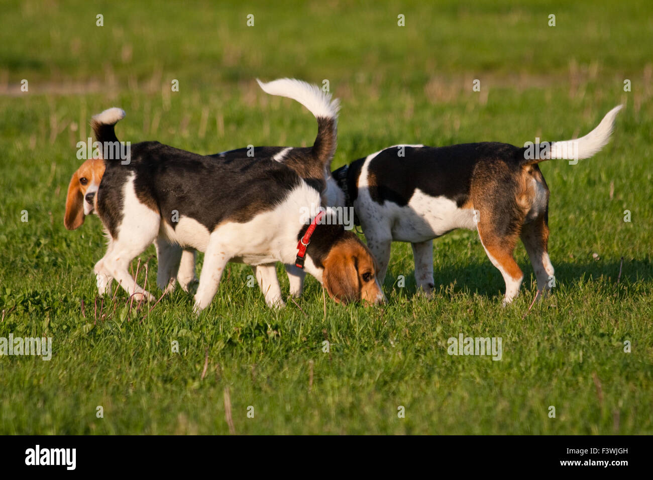 Happy beagle dogs in a park Stock Photo - Alamy