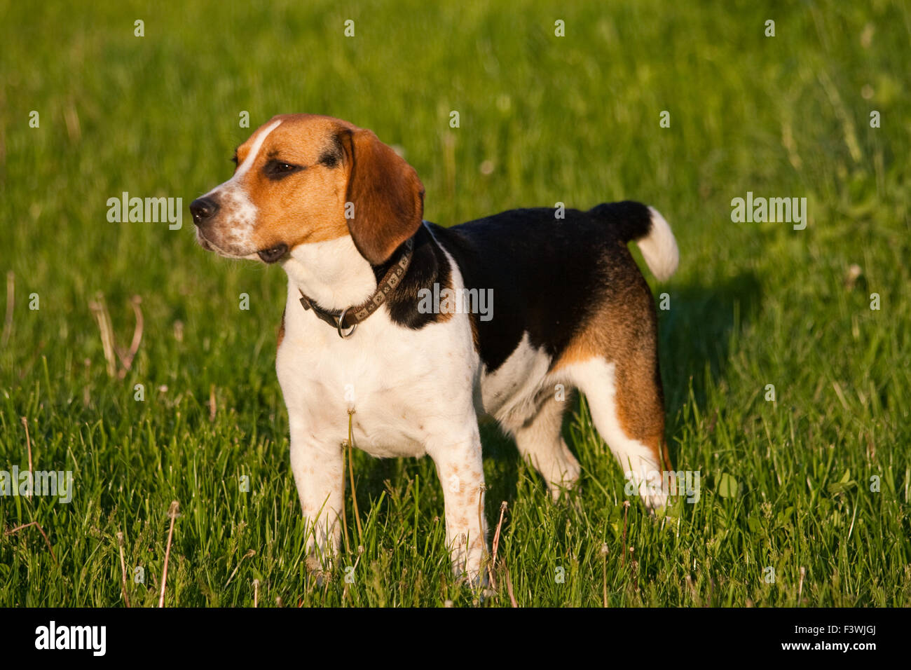 Happy beagle dog in a park Stock Photo - Alamy