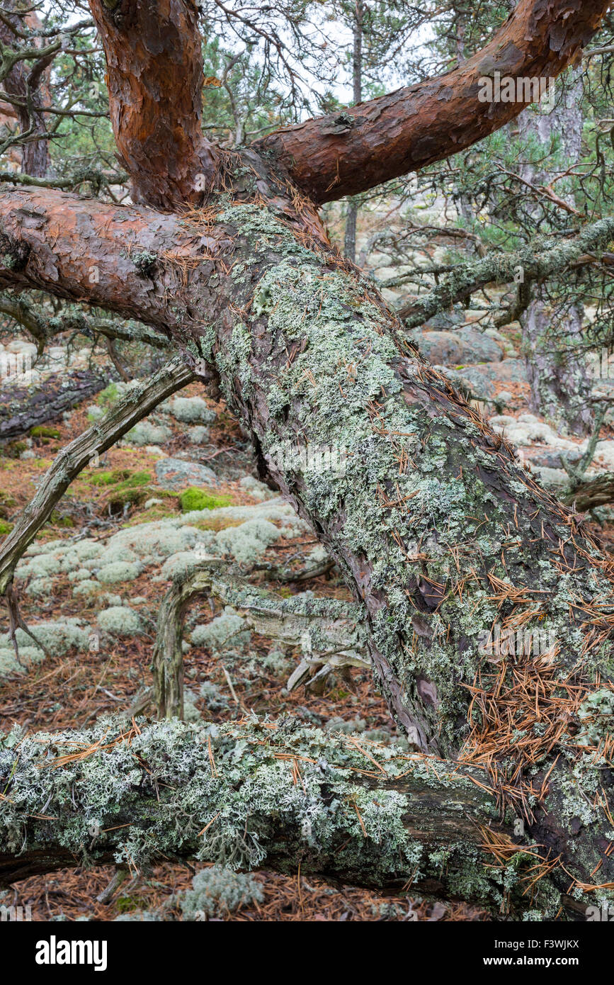 Knotty Tree High Resolution Stock Photography and Images - Alamy