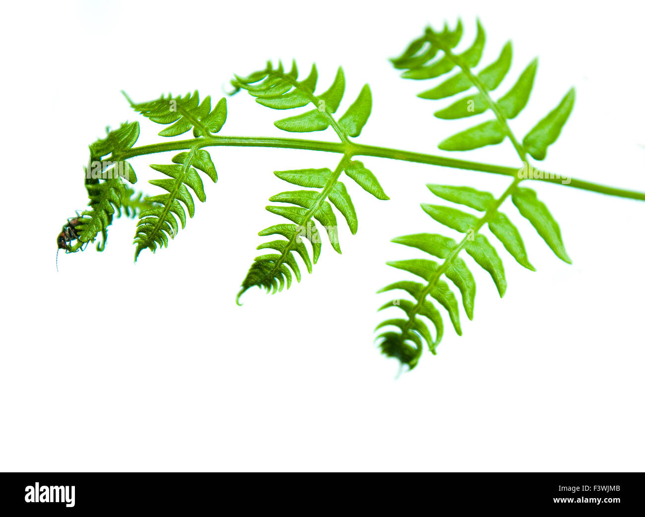With fern sunny summer day Stock Photo - Alamy
