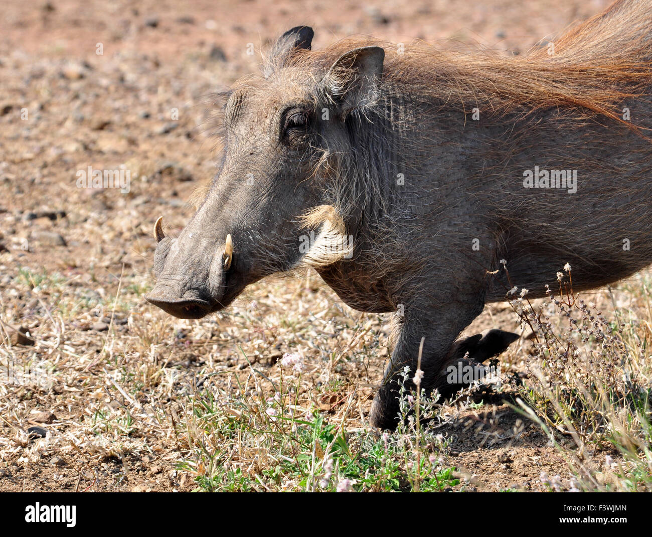 African Wildlife: Warthog Stock Photo - Alamy