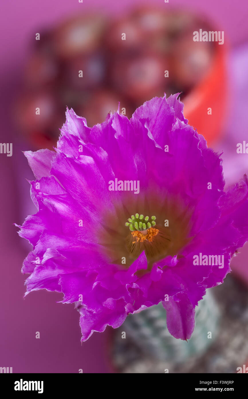 Flowering Cactus from Mexico Stock Photo - Alamy