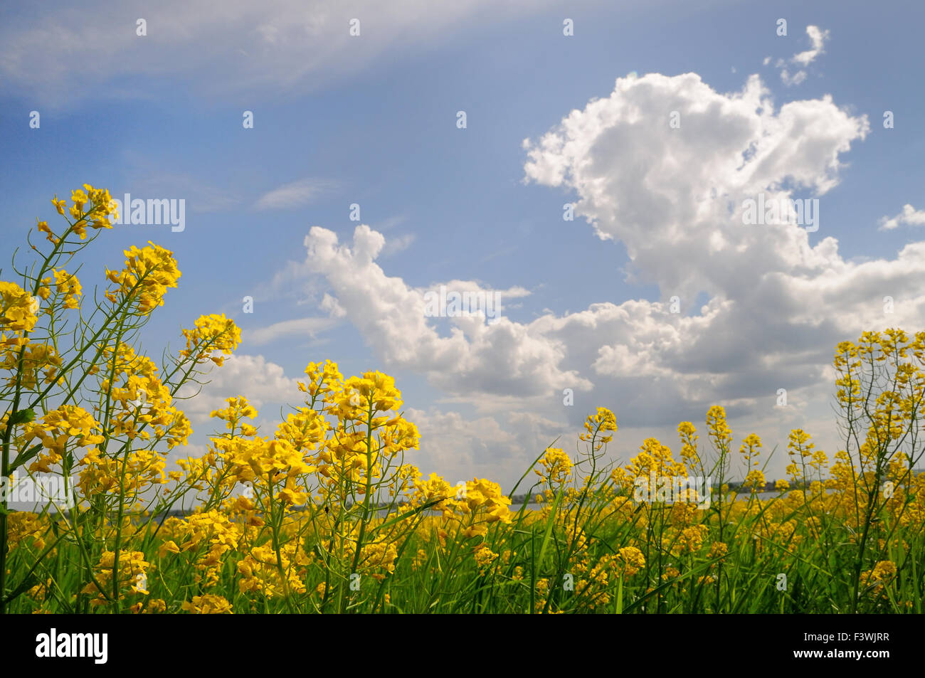 spring field with wild flowers Stock Photo - Alamy