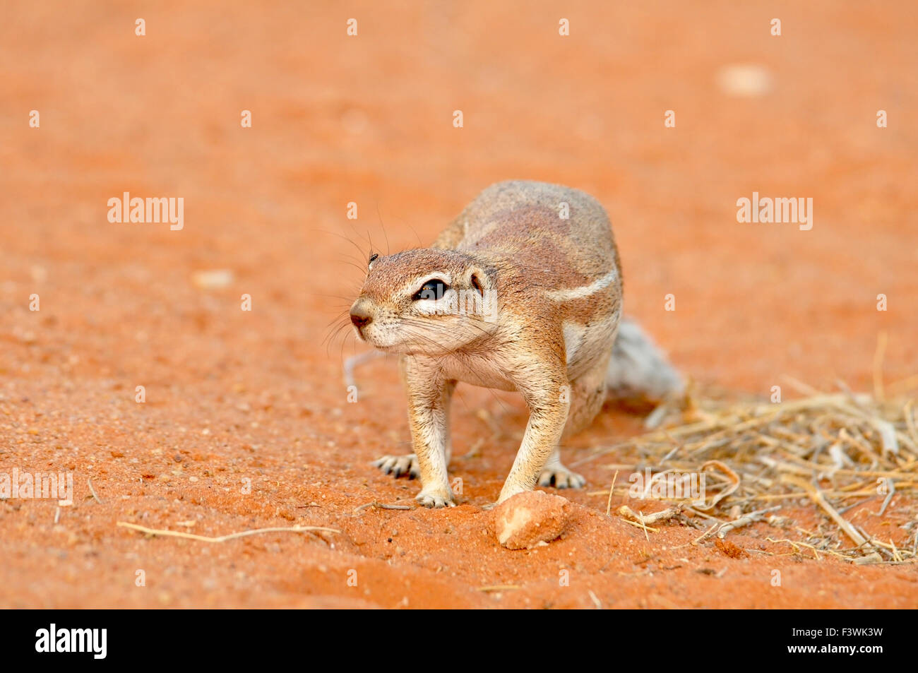 Alert african ground squirrel xerus hi-res stock photography and images ...