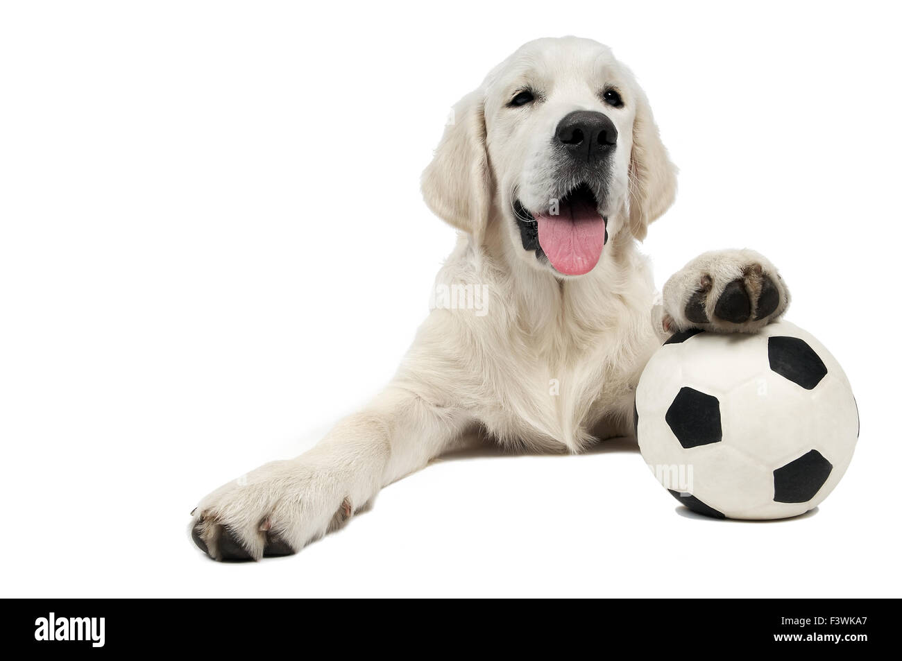 golden purebread retriever dog Stock Photo - Alamy